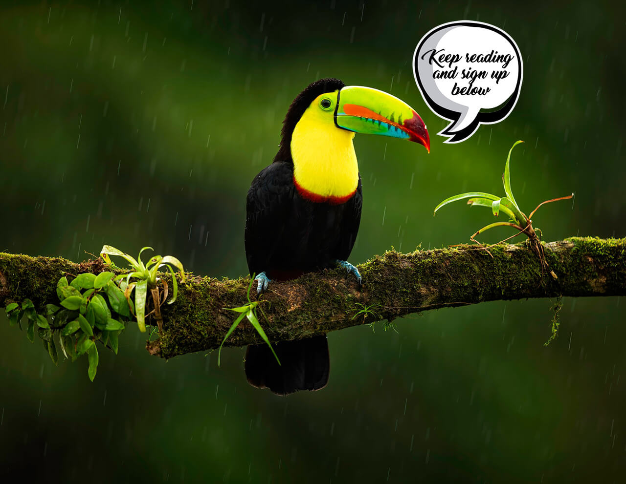 Spark Experience: Costa Rica Vacation 2022 | Dream Trip