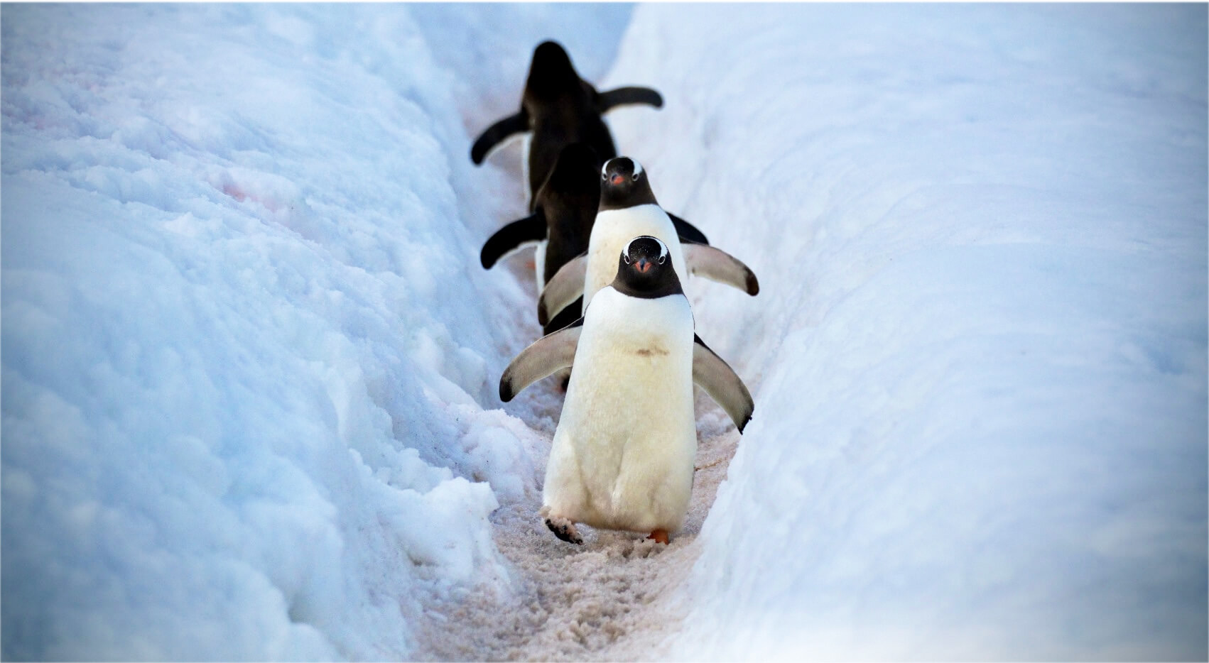 The Spark Experience: ANTARCTICA 2025 | Your Best Trip Ever